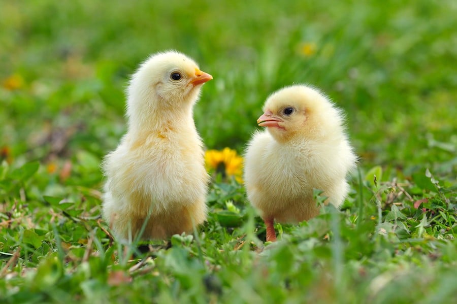 Just 9 Precious Pictures of Baby Chickens - ChooseVeg