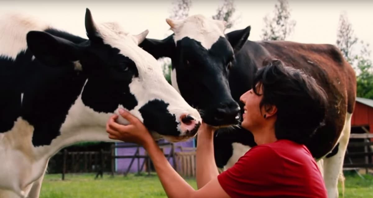 These Sweet Cows Are Loving Life After Being Rescued From the Dairy ...