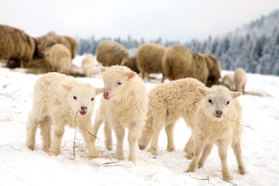 Just 8 Precious Pictures of Farmed Animals in the Snow - ChooseVeg