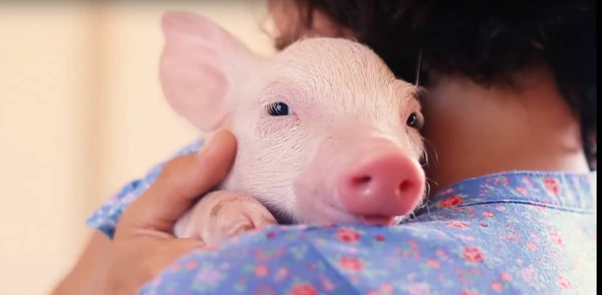 Heartwarming Video: Sweet Rescued Piglet Nuzzles Caretaker - ChooseVeg