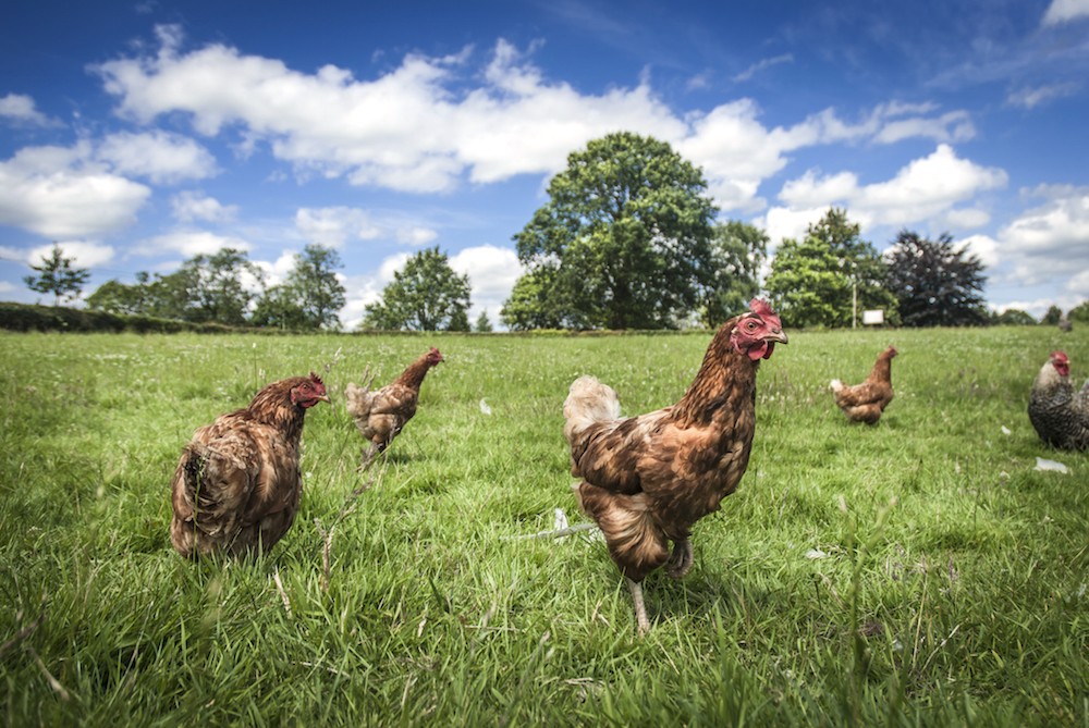 12 Packaged Meats That Are Actually Humane - ChooseVeg