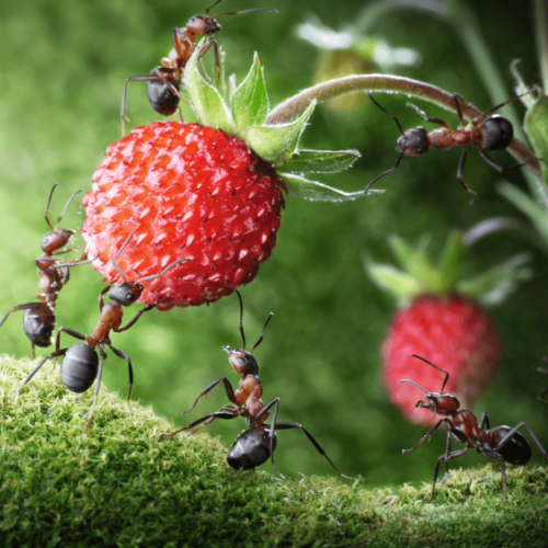 15 Plant-Based Sources of Protein That Aren’t Insects