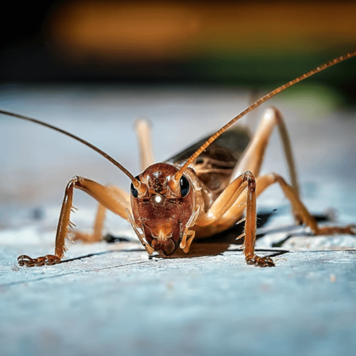 15 Plant-Based Sources of Protein That Aren’t Insects