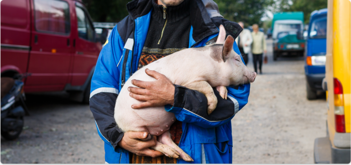 Firehouse Goes Pork-Free After Adopting Penny the Fire Pig