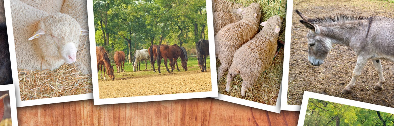 ¿Qué animal eres según tu personalidad? ¡Descúbrelo!