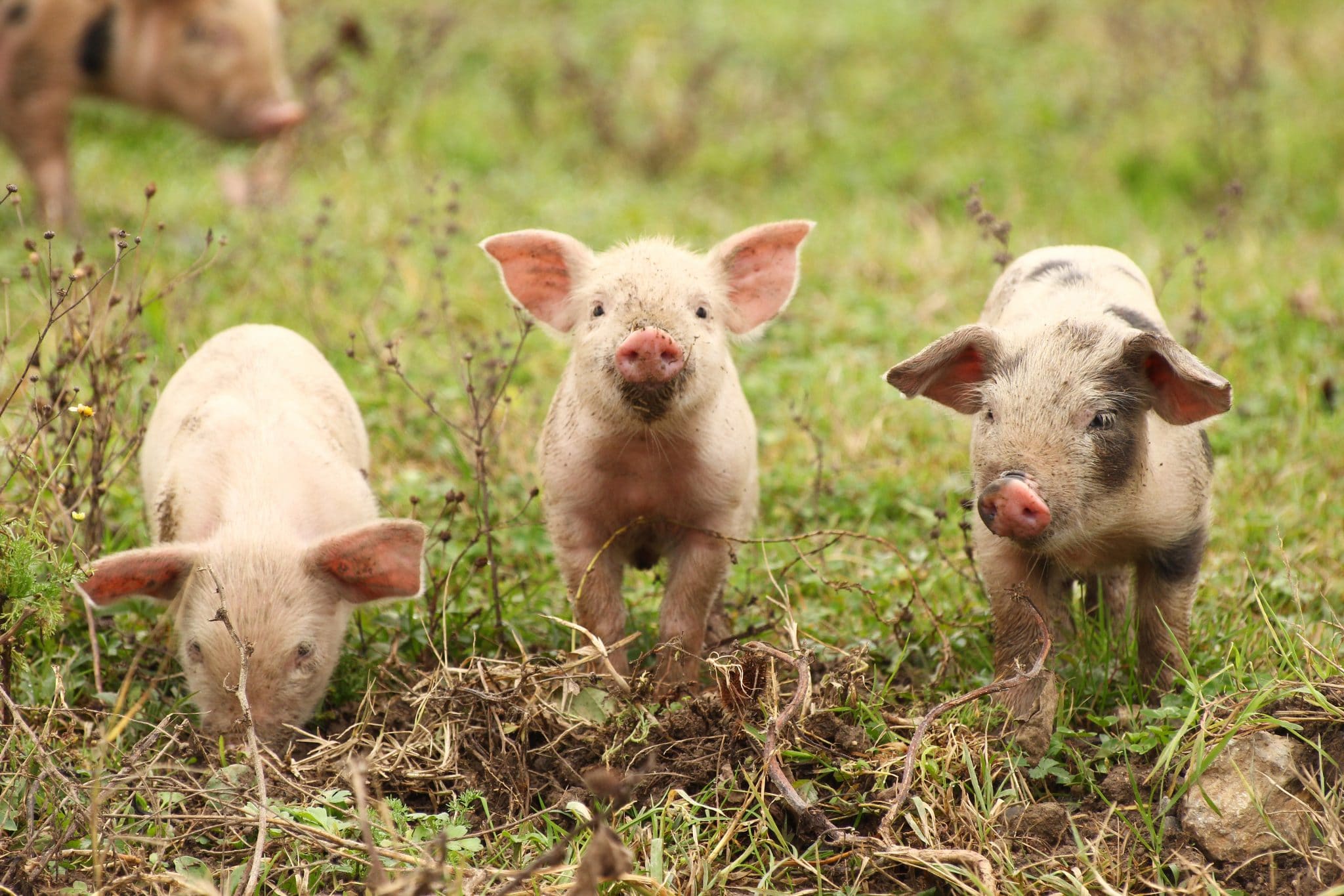 Encantadoras fotos de animales libres y felices para mejorar tu día
