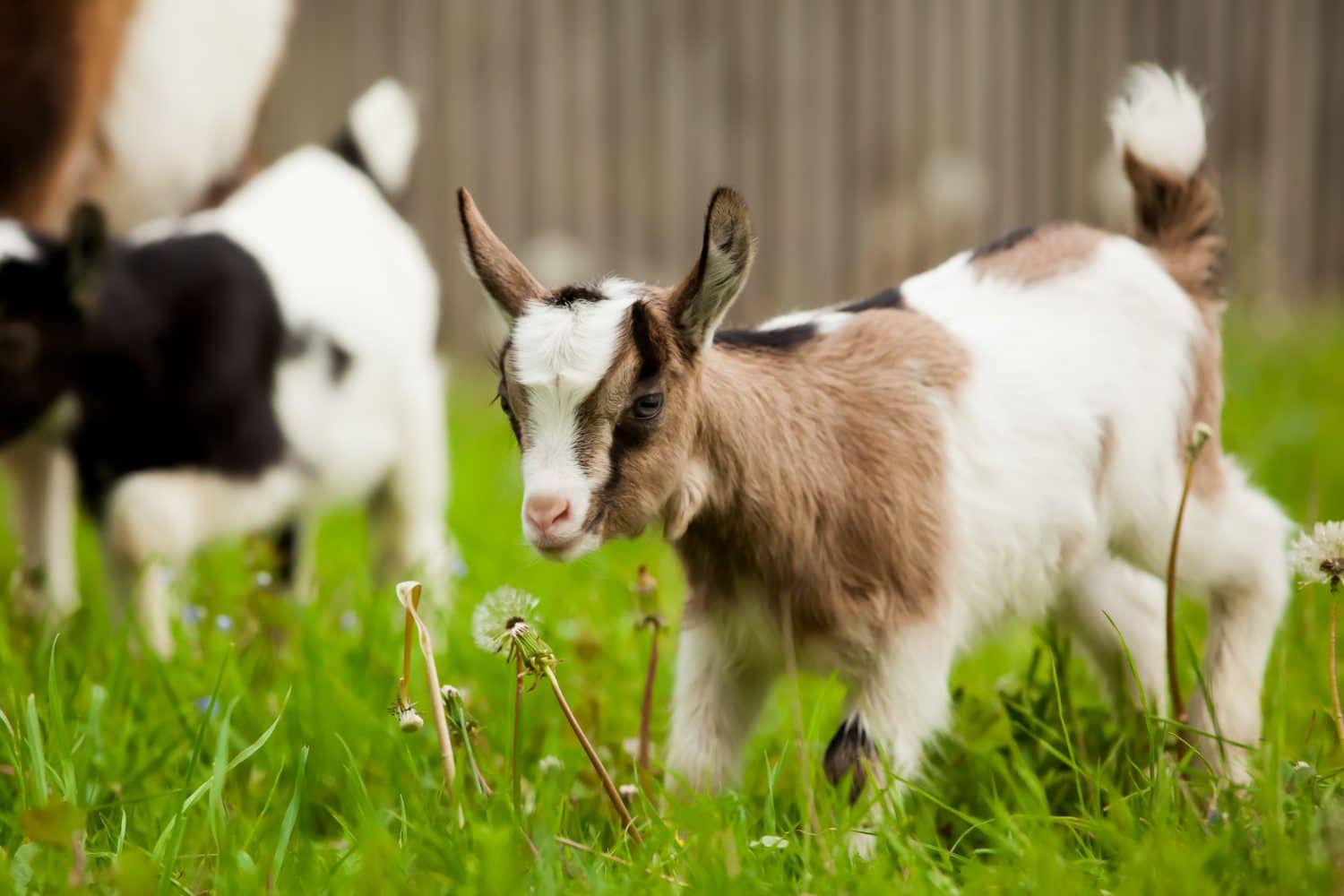 Encantadoras fotos de animales libres y felices para mejorar tu día