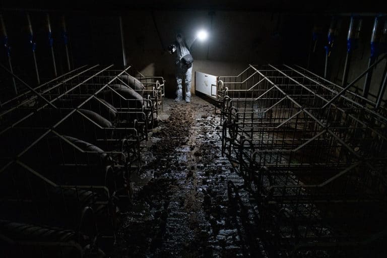 Disturbing New Footage Reveals Dead Pigs Left to Rot Among the Living