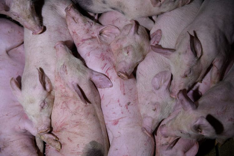 Disturbing New Footage Reveals Dead Pigs Left to Rot Among the Living