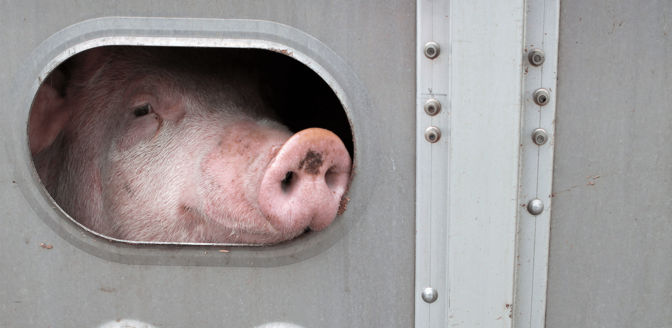 In Transport, Animals Suffer Freezing Conditions with No Food or Water