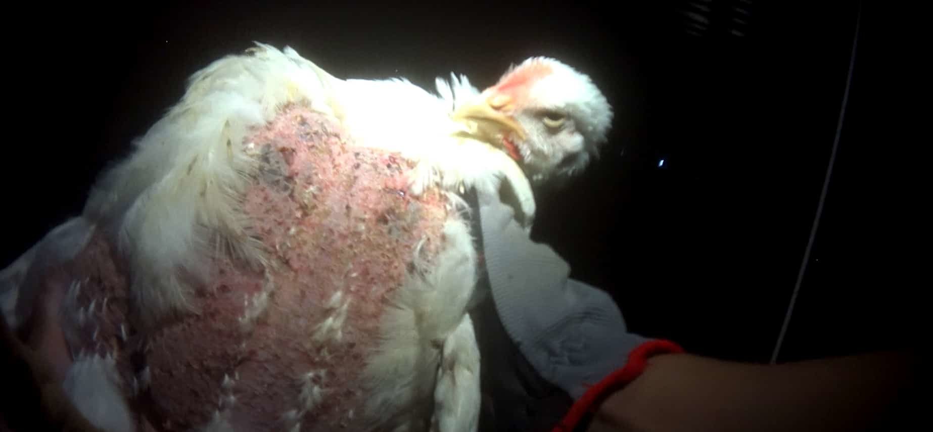 Modern Chicken Farms Are So Bad That Millions of Animals Die Every Week