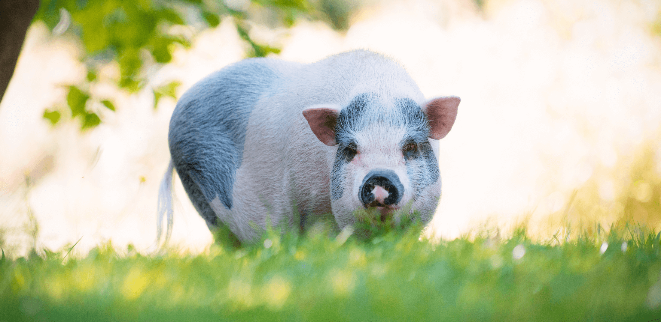 Four Clever Pigs Master a Video Game in New Study