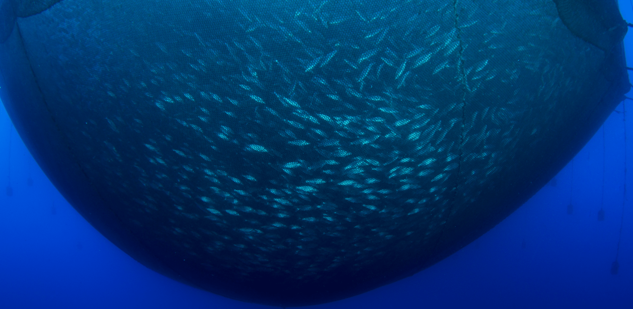 Seaspiracy Makes Waves, Reaching Netflix’s Top 10 Spots