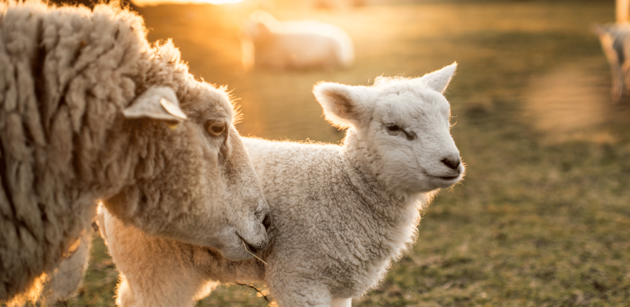 Tommy Raskin Memorial Fund Makes Generous Gift to Mercy For Animals