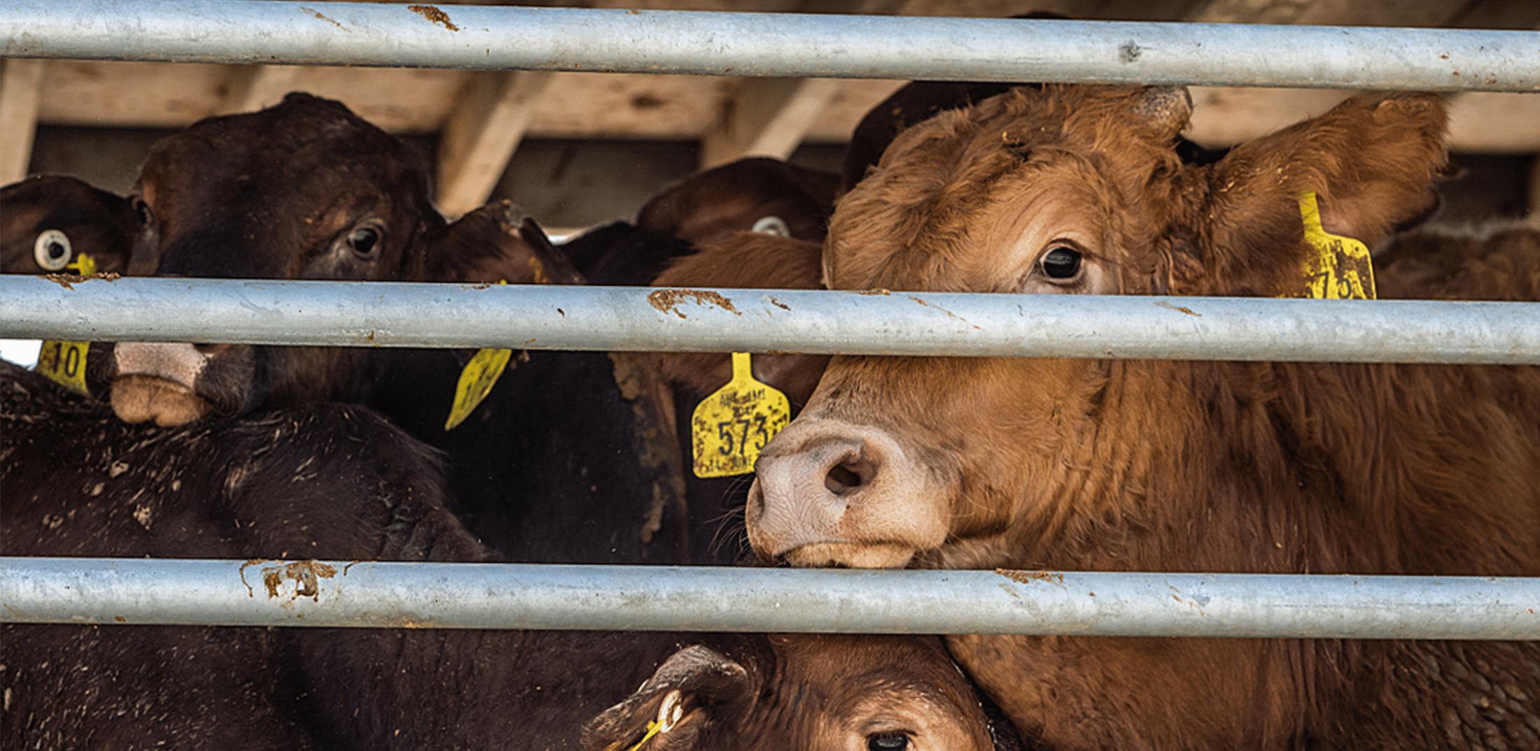 “Momma” Cows Compared to Pickup Trucks in Beef Industry Article
