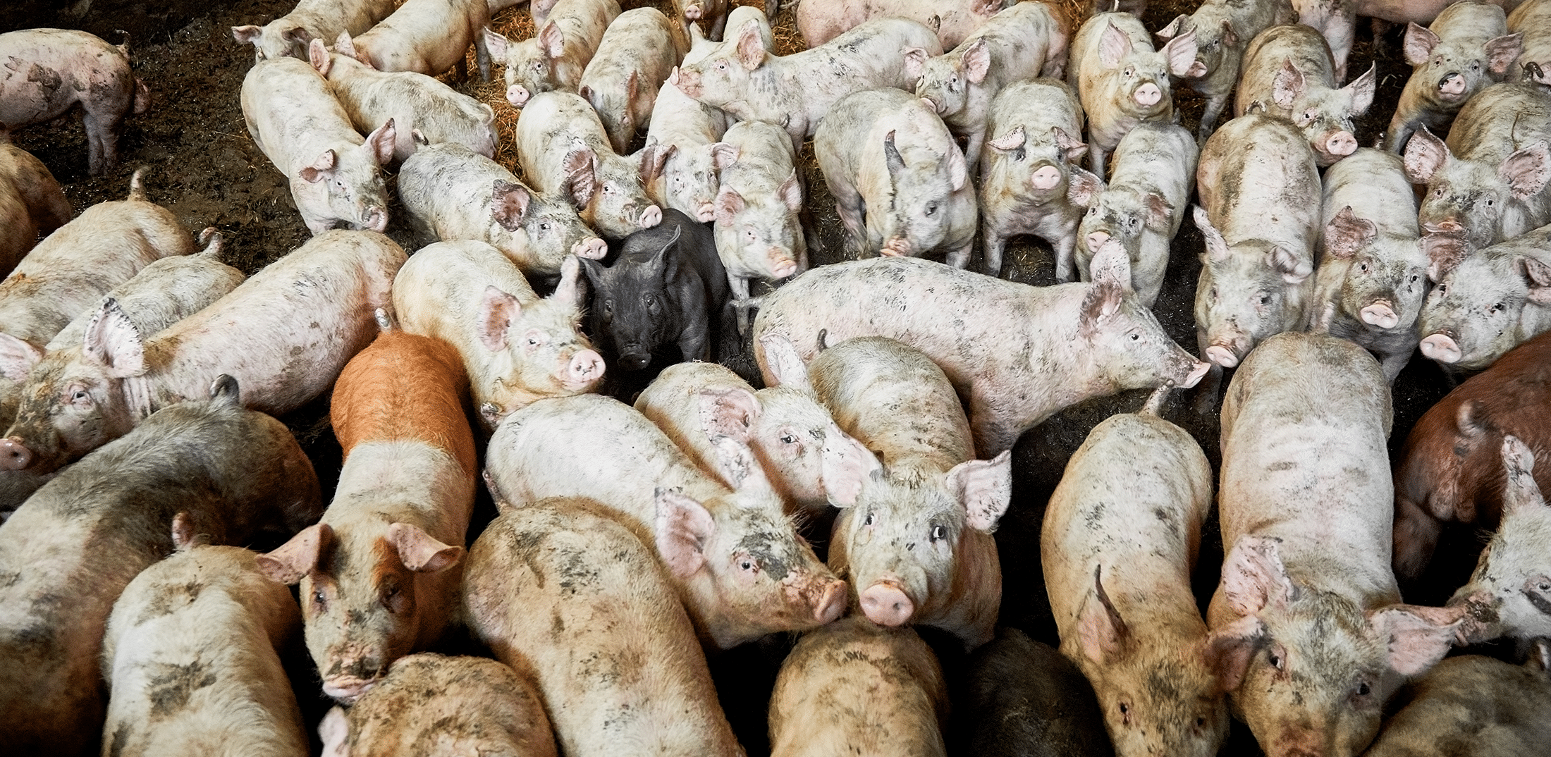 New Report: Meat Industry Linked to Increased Air-Pollution Deaths