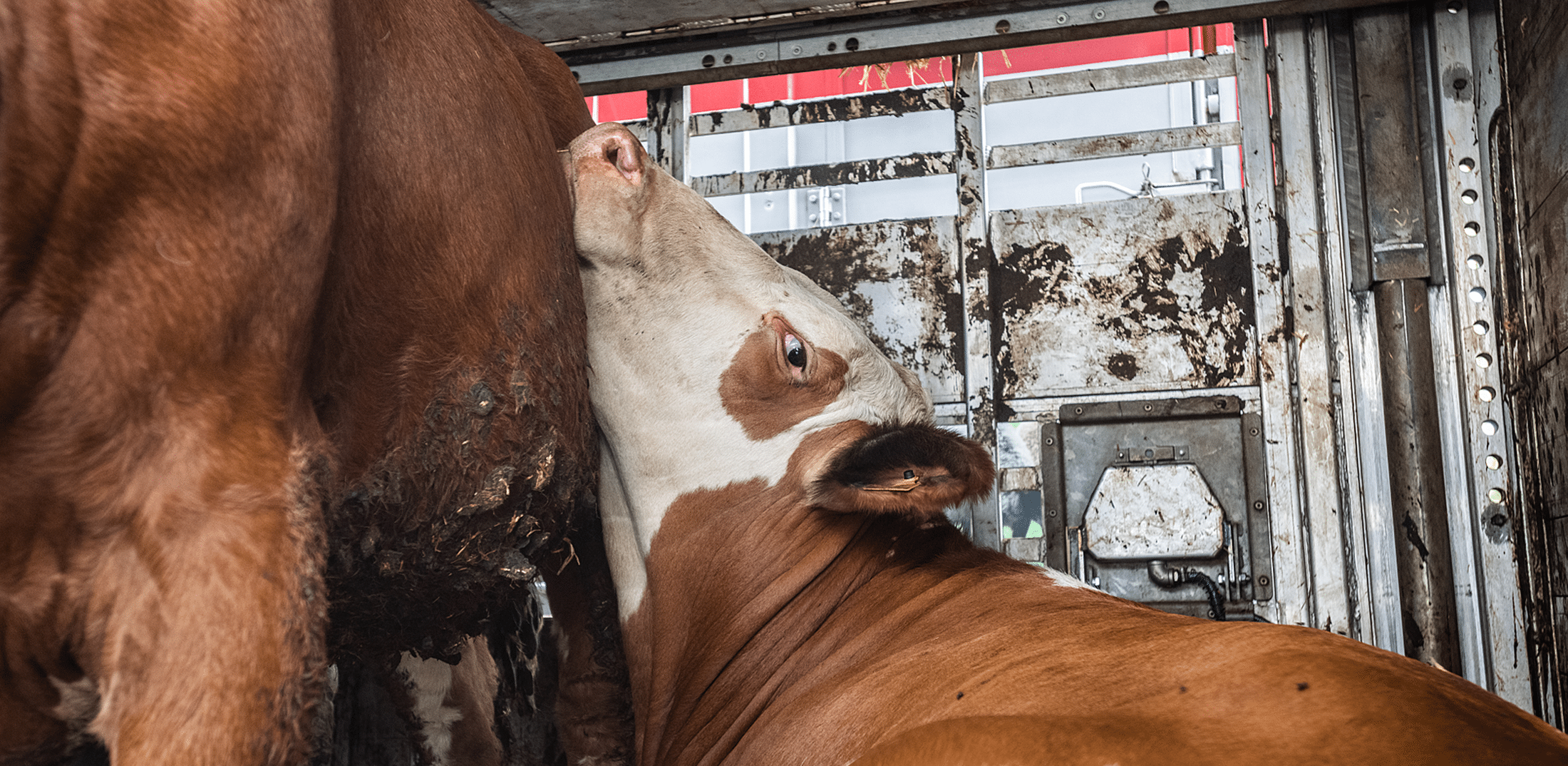 Mercy For Animals International Campaign Seeks to Ban Live Export