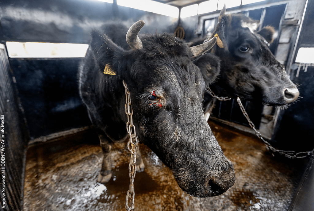 Mercy For Animals International Campaign Seeks to Ban Live Export