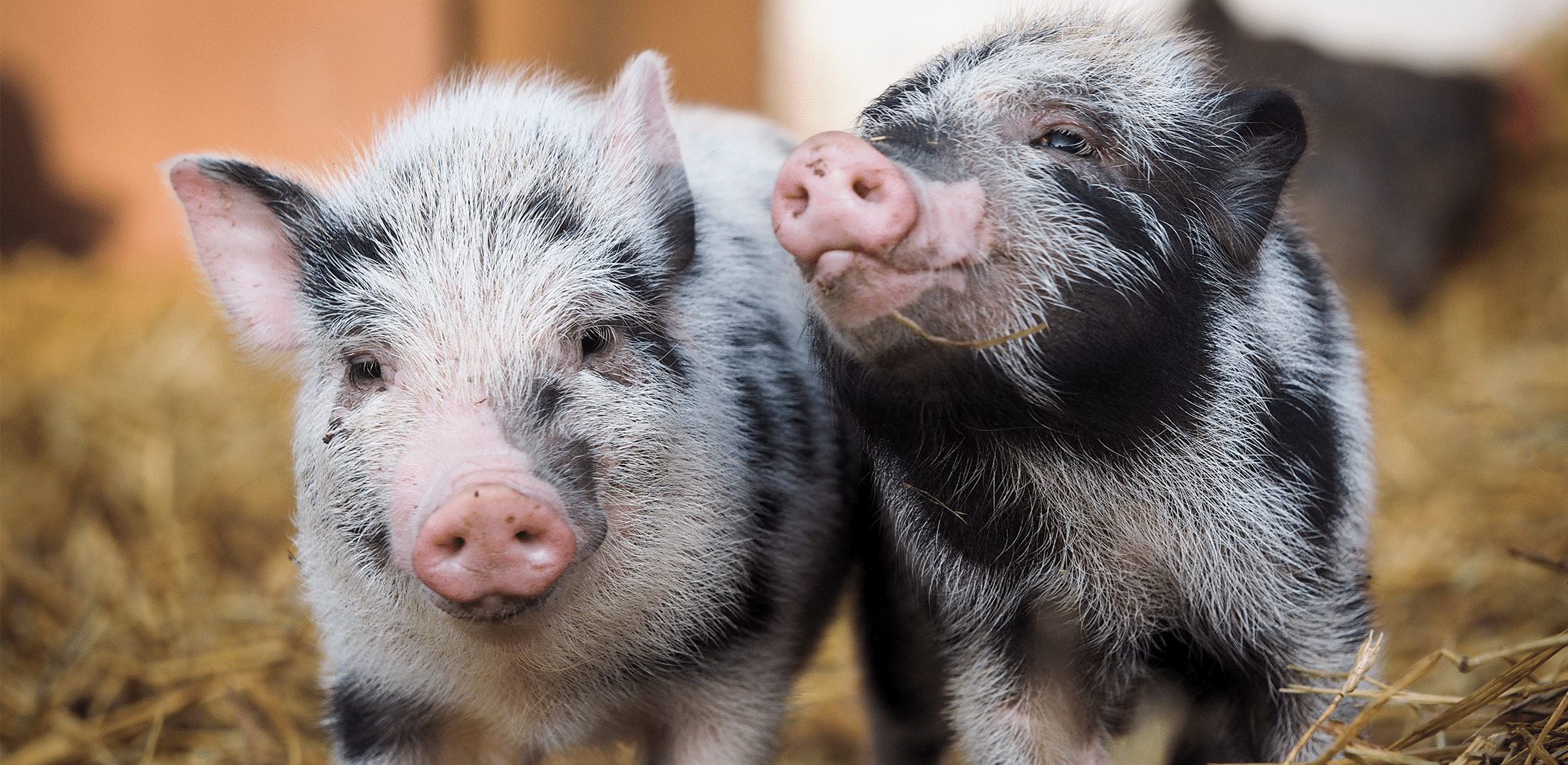 Harmful Texas Ag-Gag Legislation Defeated After Outpouring of Opposition