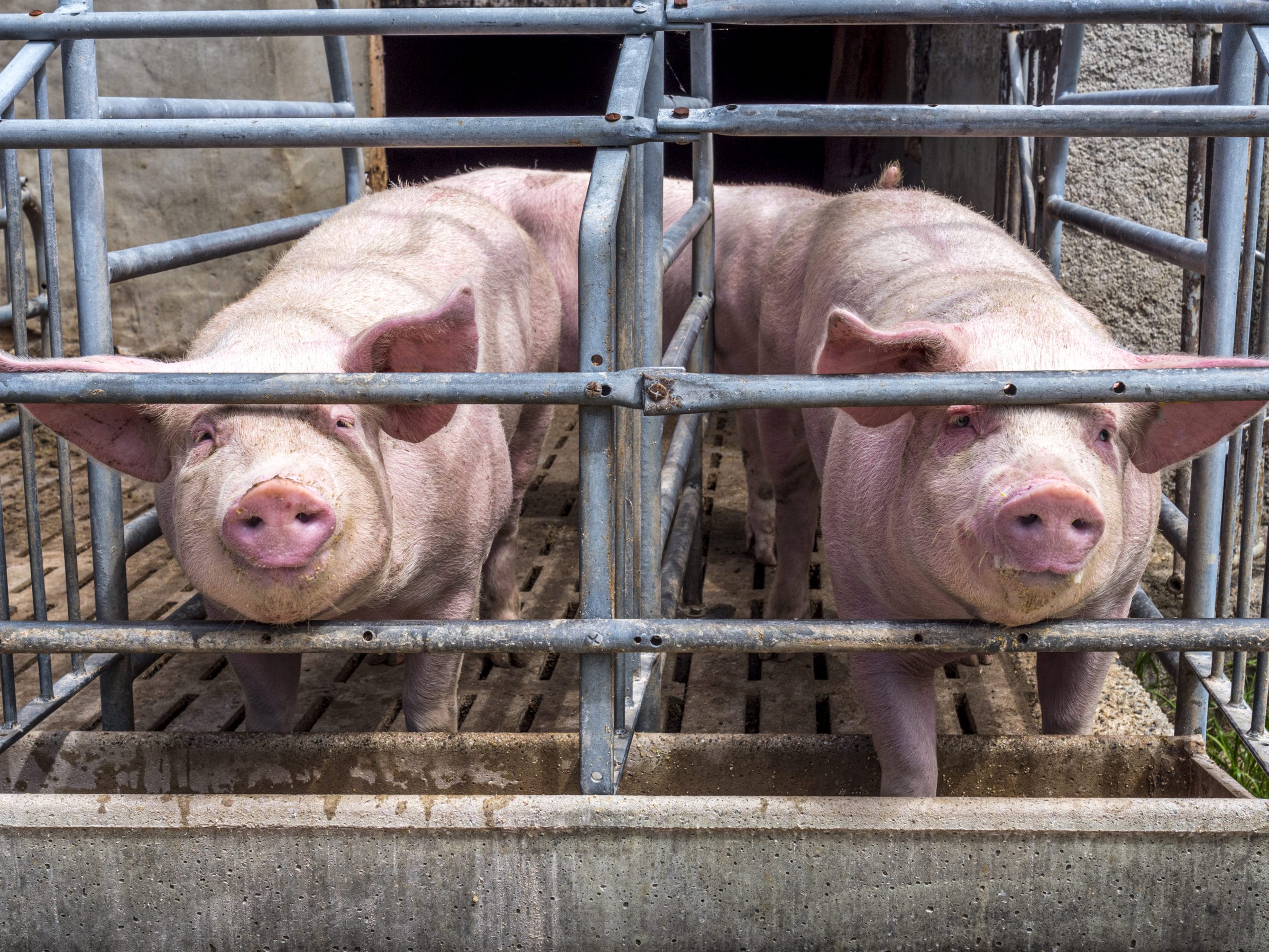 Bacon Fear-Mongering: Here’s What’s Really Happening with Prop 12 in ...