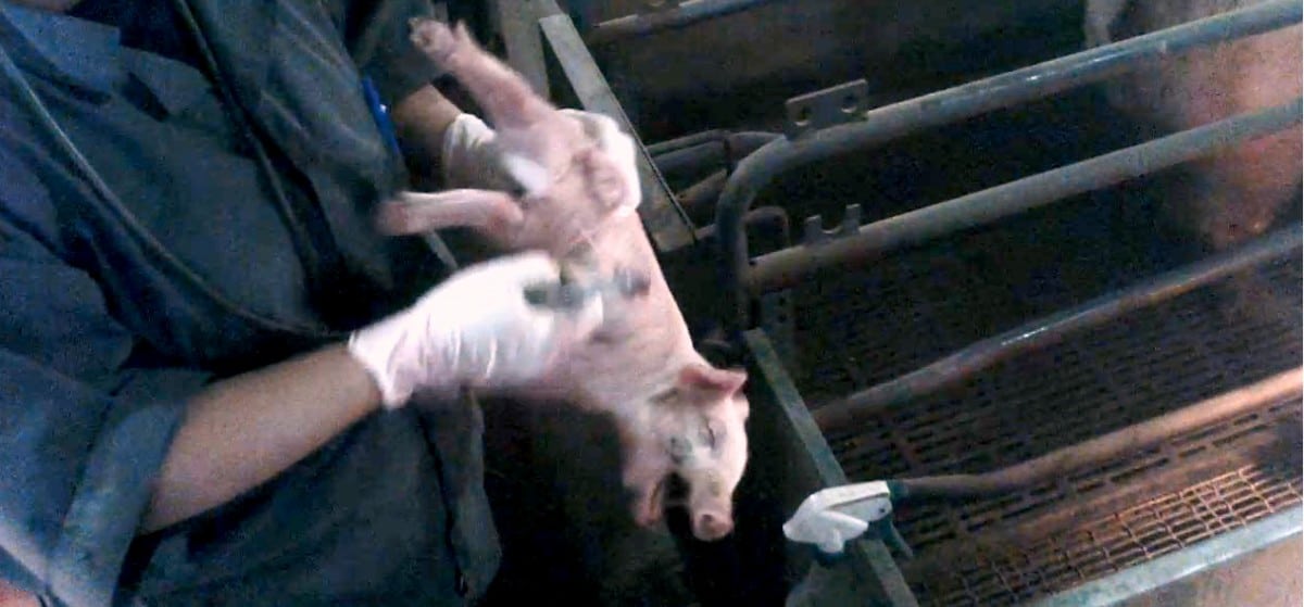 7 Horrific Farming Practices That Happen Every Day
