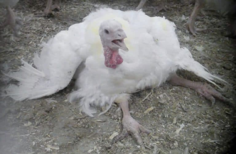 What’s Wrong with Turkey?