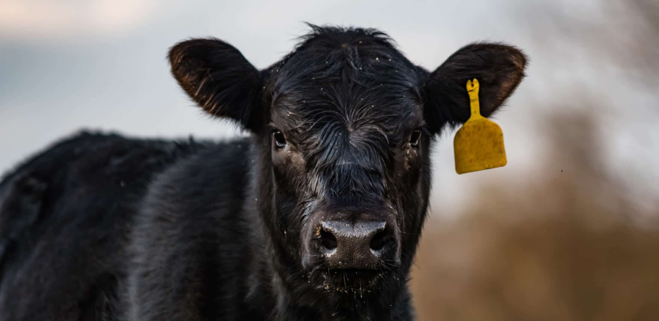 Brave Cow Escapes Slaughter, Takes a Trip Down Waterslide
