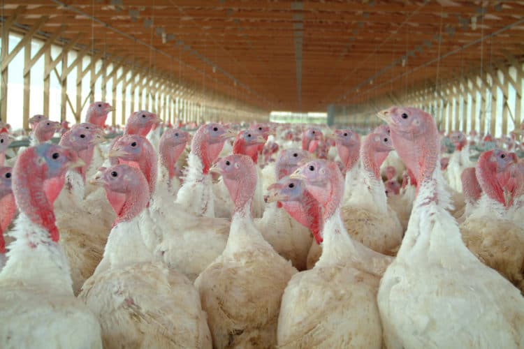 What’s Wrong with Turkey?