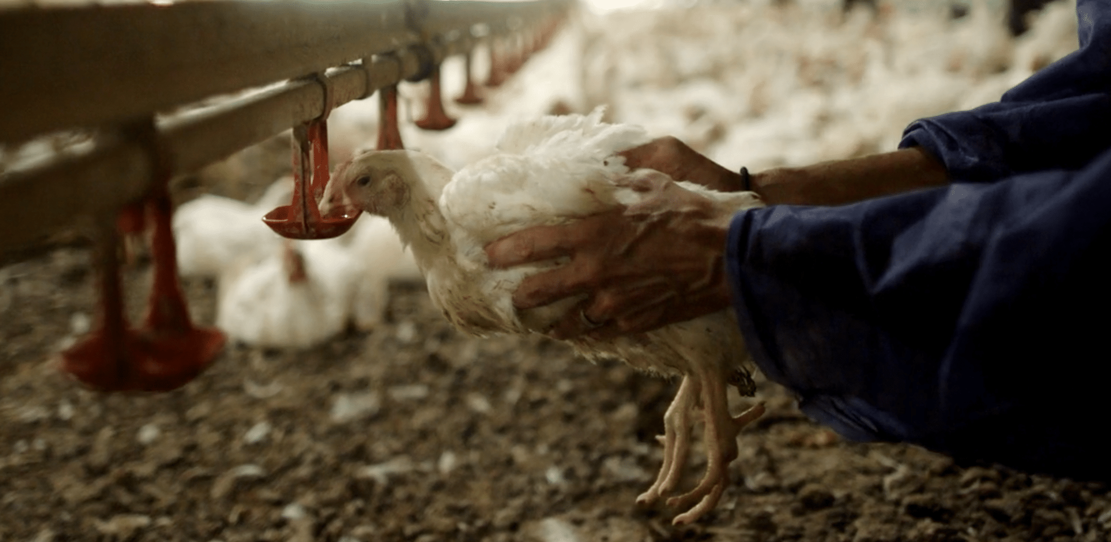 Filmmaker Shares His Experience Shooting Factory Farm Footage