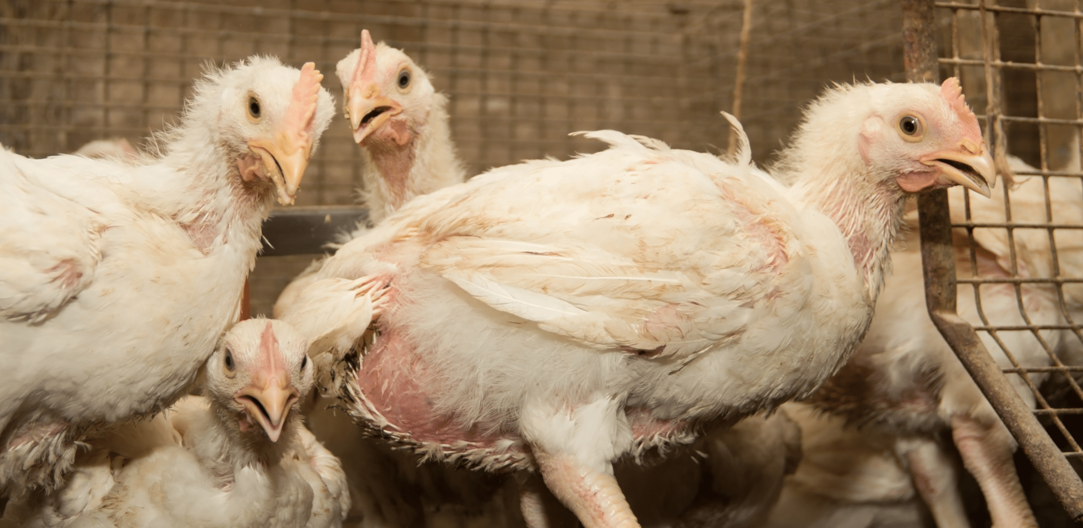 Bird Flu Is Spreading in the United States for the First Time Since 2020