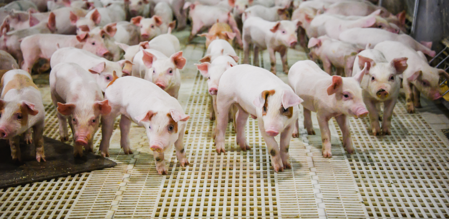 Mercy For Animals - Help Us End Factory Farming