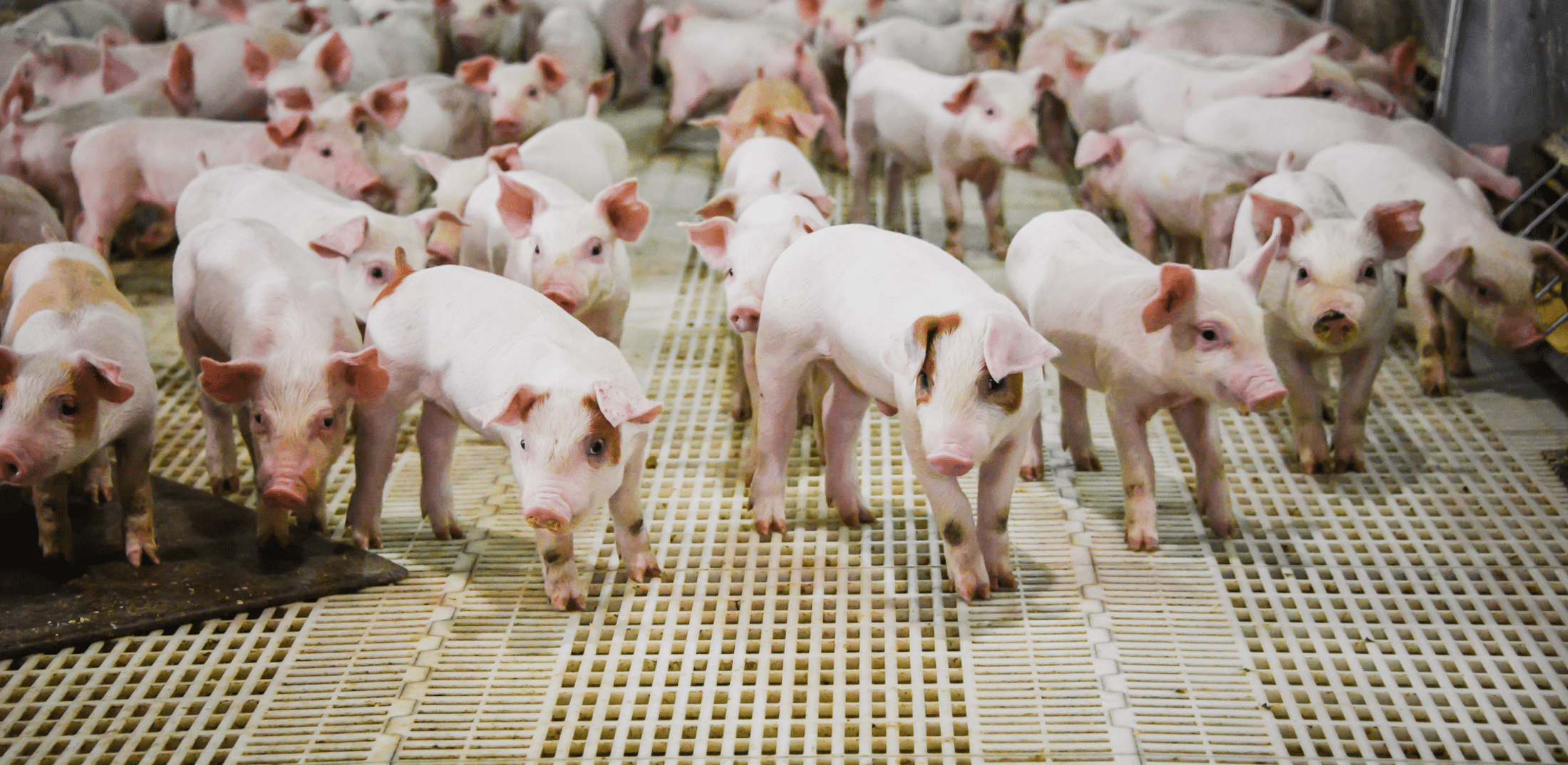 5 Reasons Why You Should Care About Zoonotic Diseases