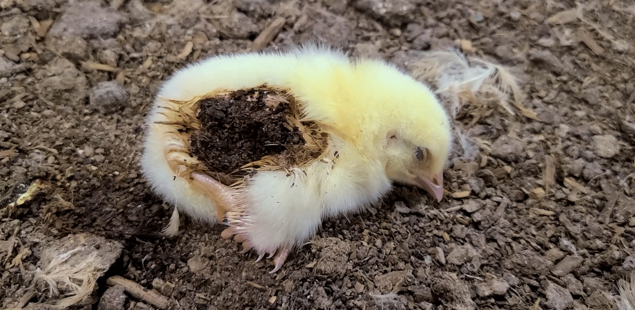 Birds Left to Suffer at Contract Farm for ALDI Chicken Supplier