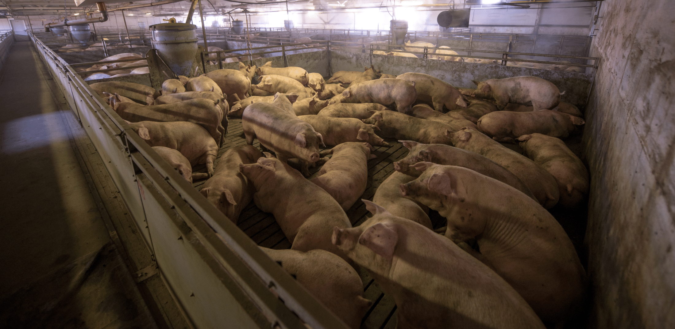 Factory Pig Farms Lagoons