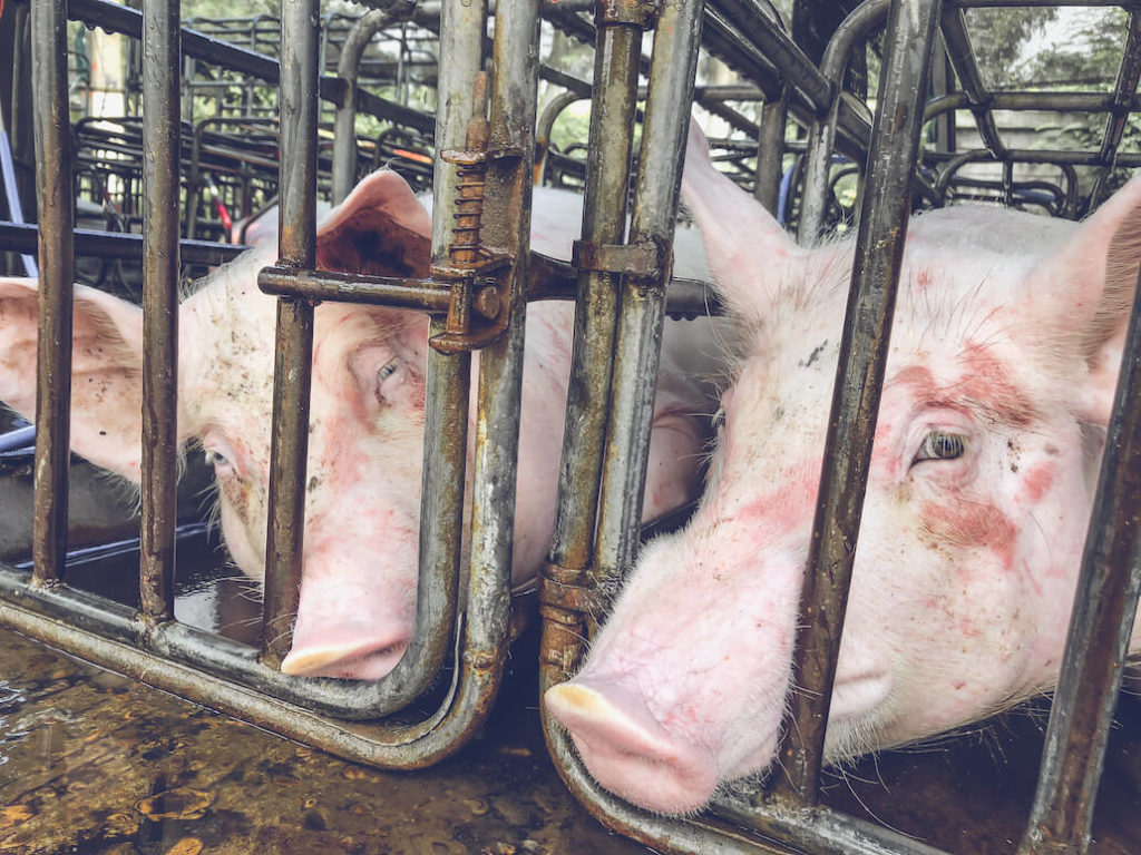 A Lifetime of Confinement: The Secret Suffering of Mother Pigs