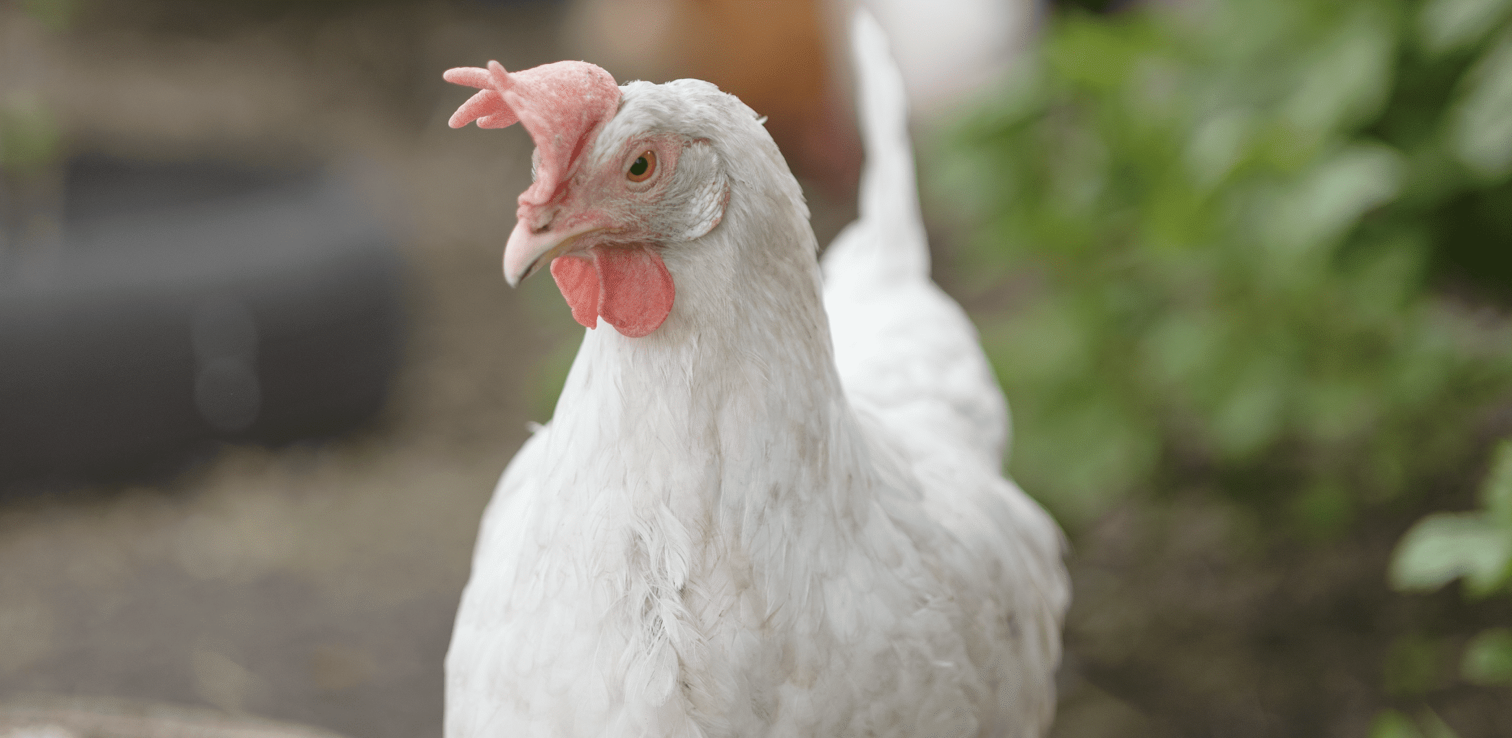 How Popular Canadian Restaurant Chains Perform on Chicken Welfare