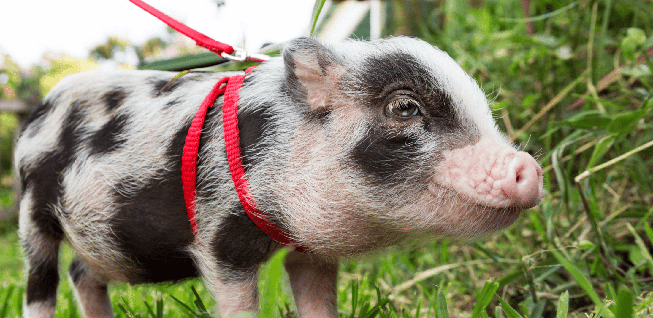 Meet Pilo, a Pig Being Raised “as a Dog” for a Scientific Study