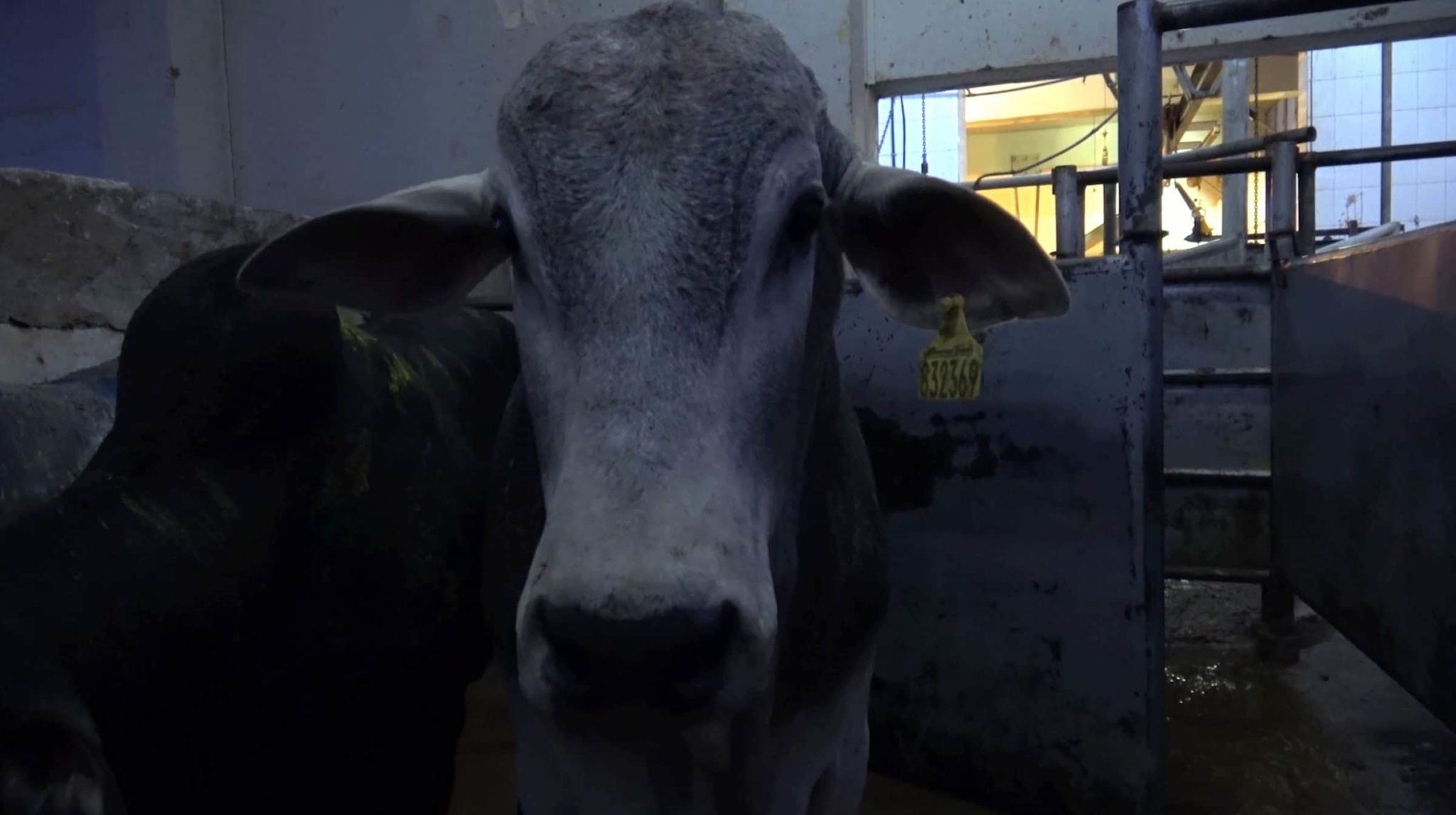 New Video Exposes the Horrible Practice of Live Export