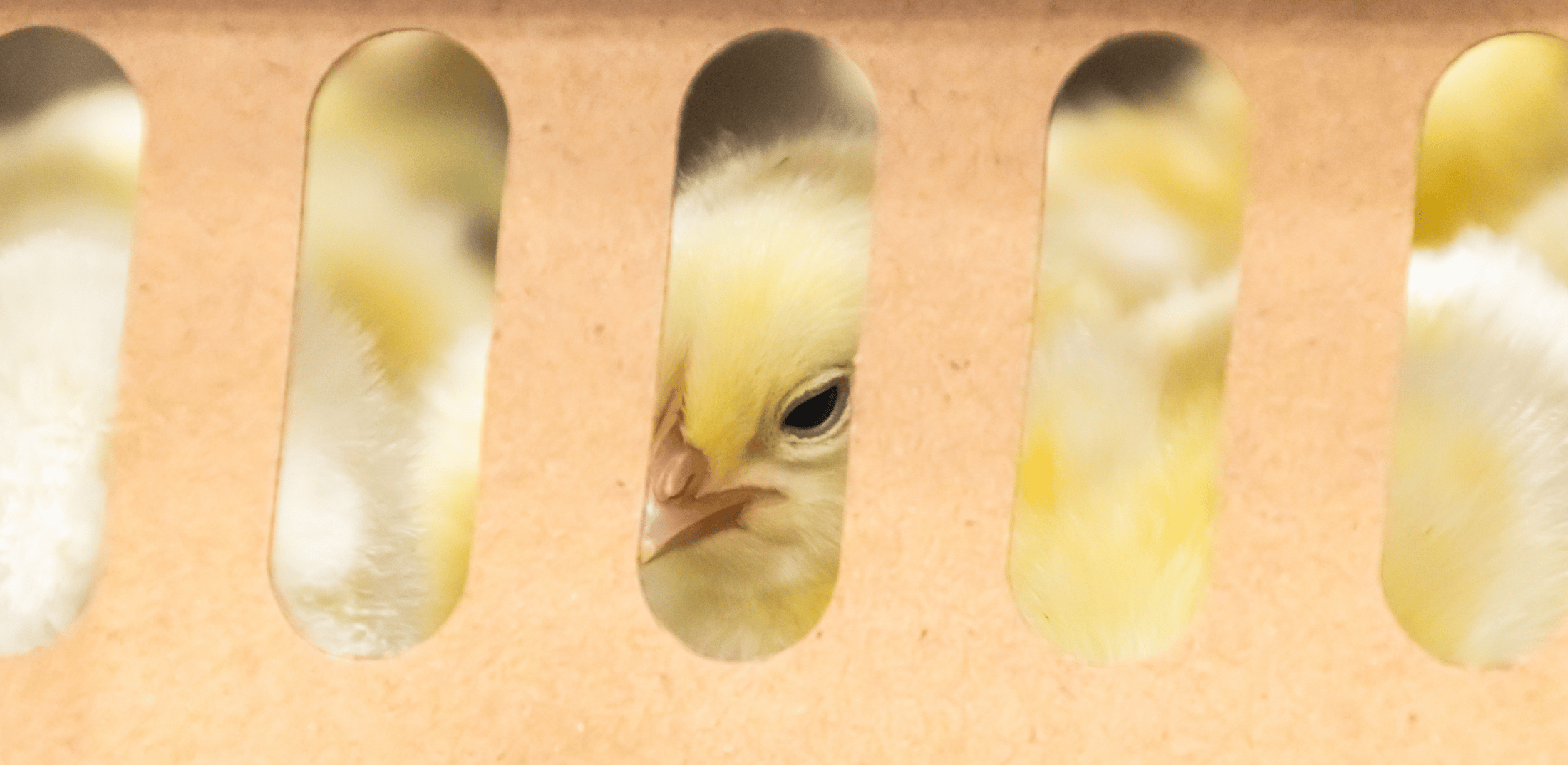 Chicks Found Dead After Being Left in the Heat at Miami Airport