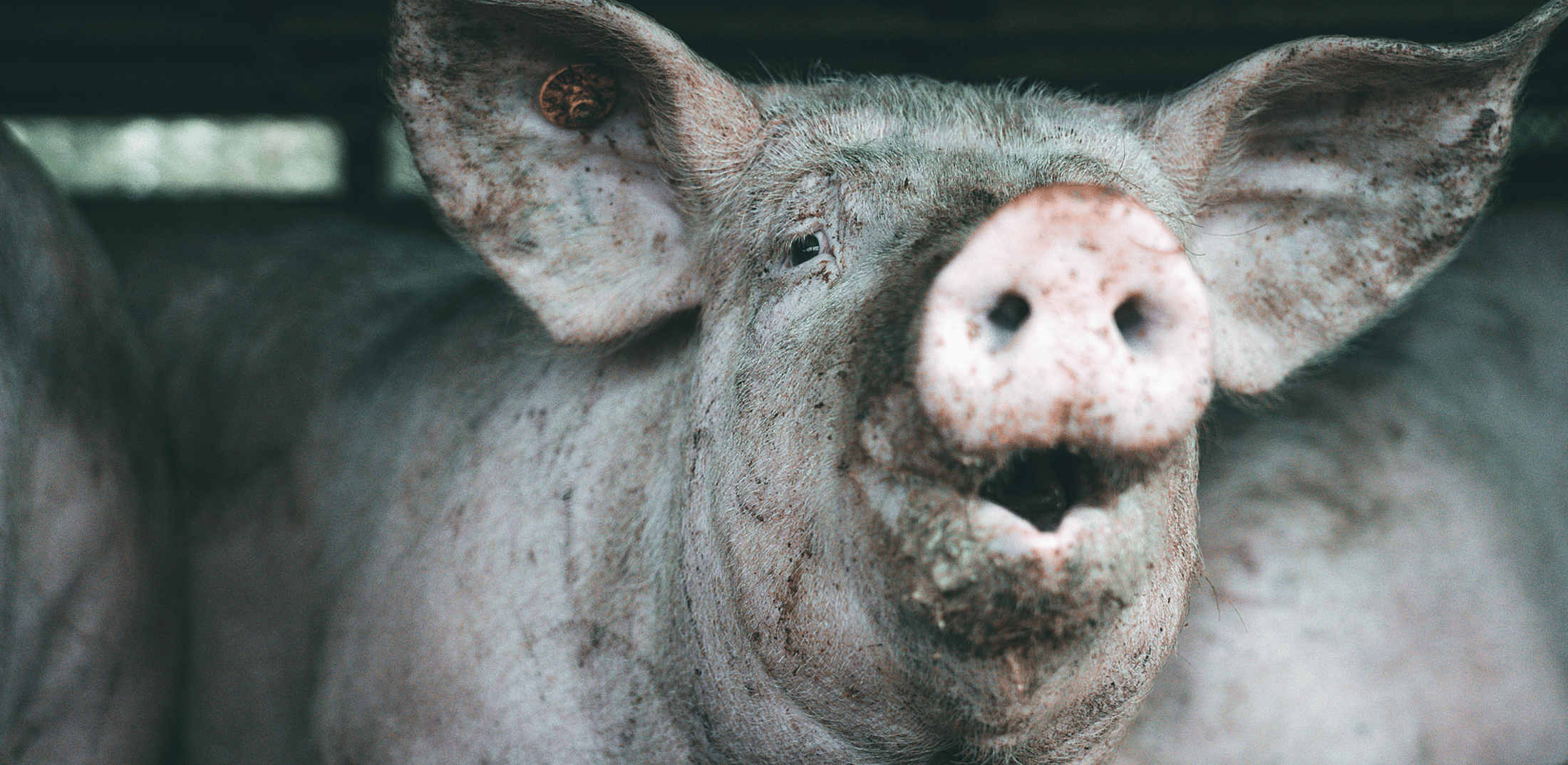 Mercy For Animals - Help Us End Factory Farming