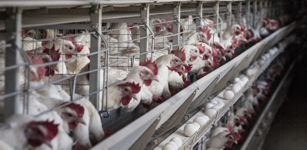 Mercy For Animals - Help Us End Factory Farming