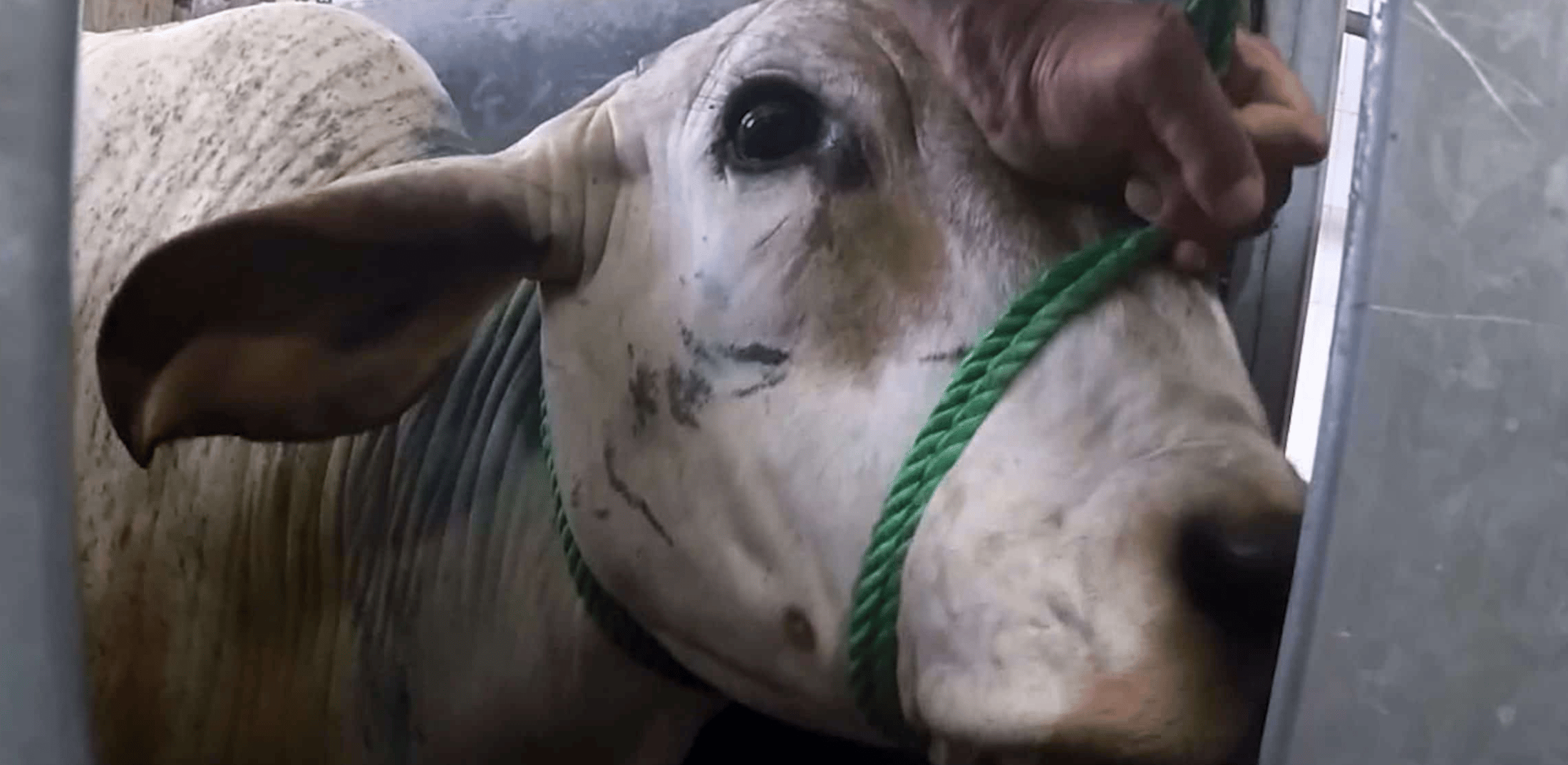New Video Exposes the Horrible Practice of Live Export