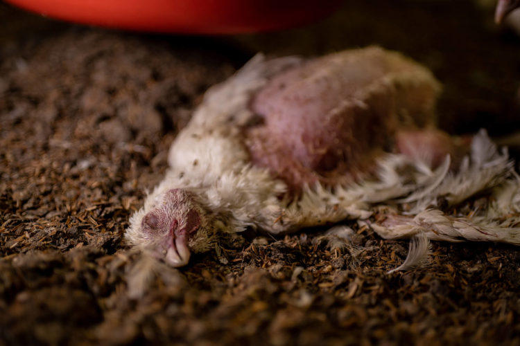 Workers Left “Crying and Shaking” After Witnessing Chickens Die