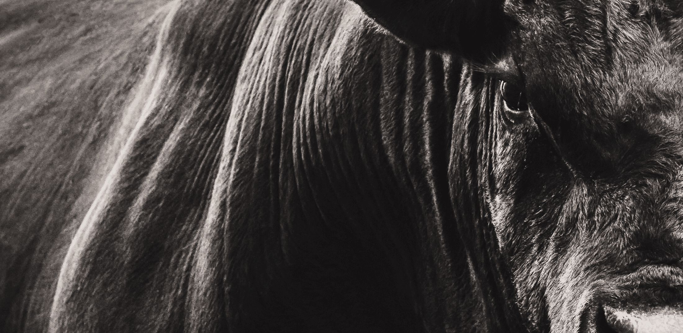 How One Bull with a Deadly Mutation Sired 16,000 Daughters