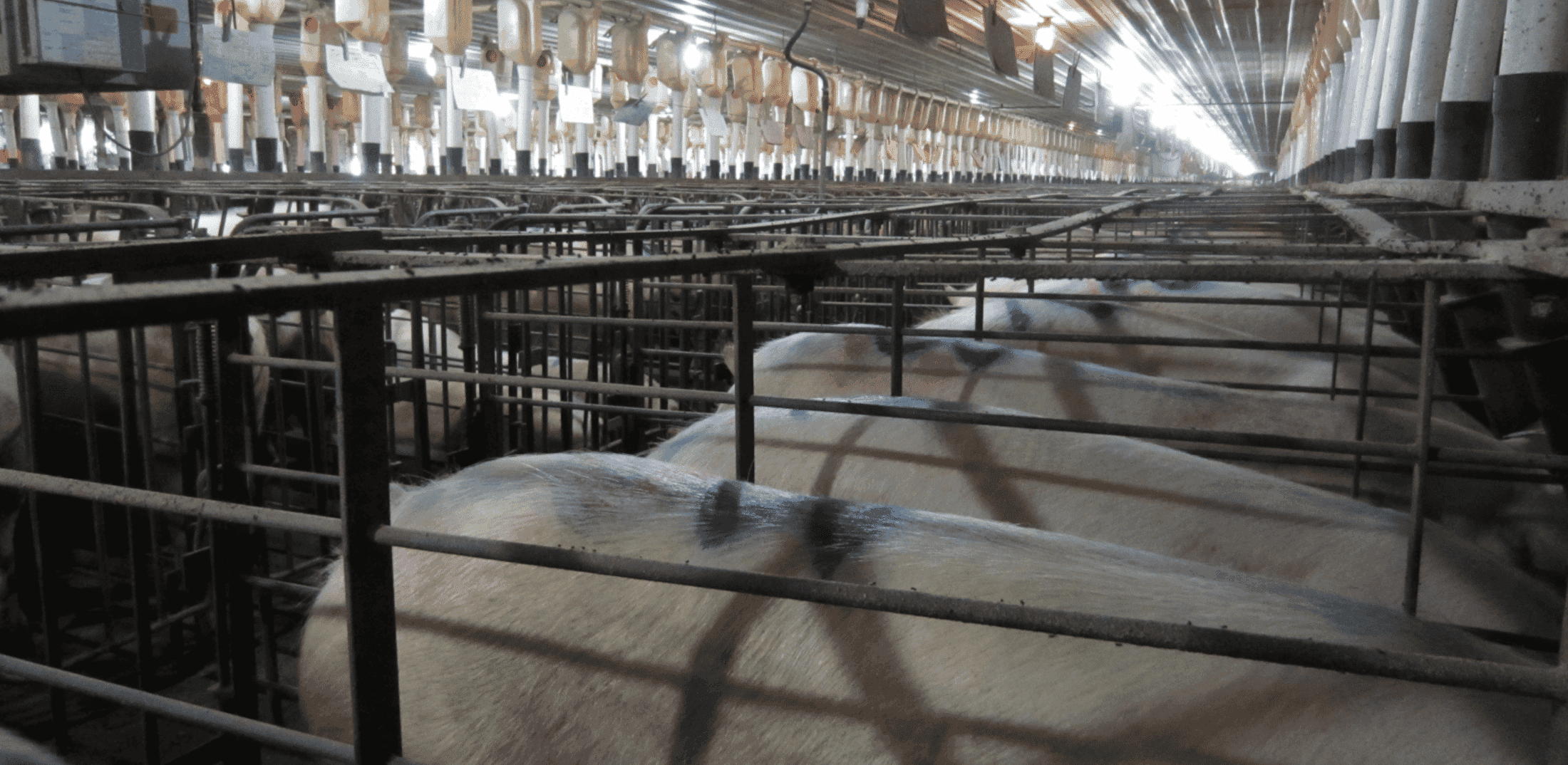 Canadian Activists Sentenced for Exposing Animal Cruelty