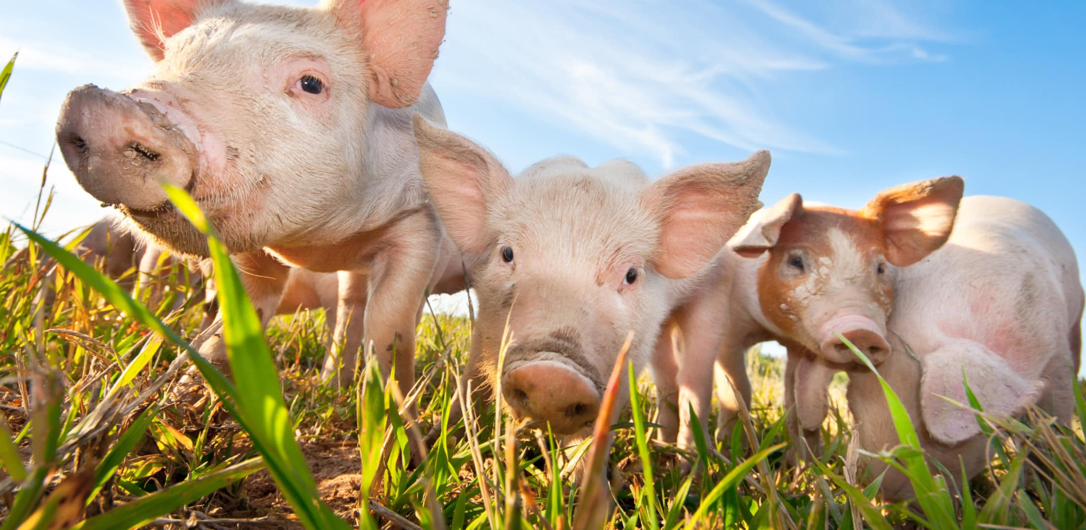 Give Hope to Animals by Joining This Exciting Challenge