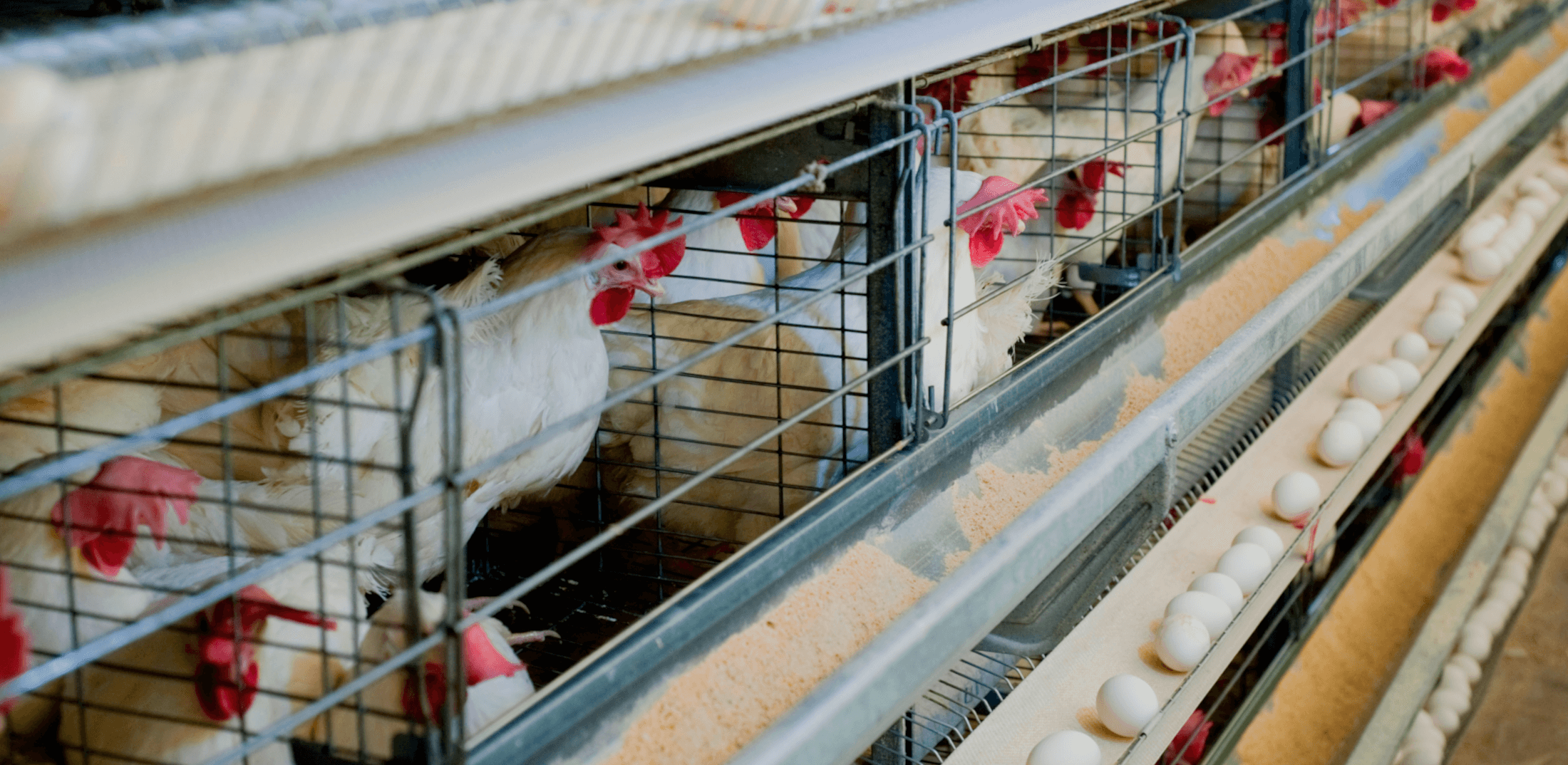 Kroger Backtracks on Commitment to Going 100 Percent Cage-Free
