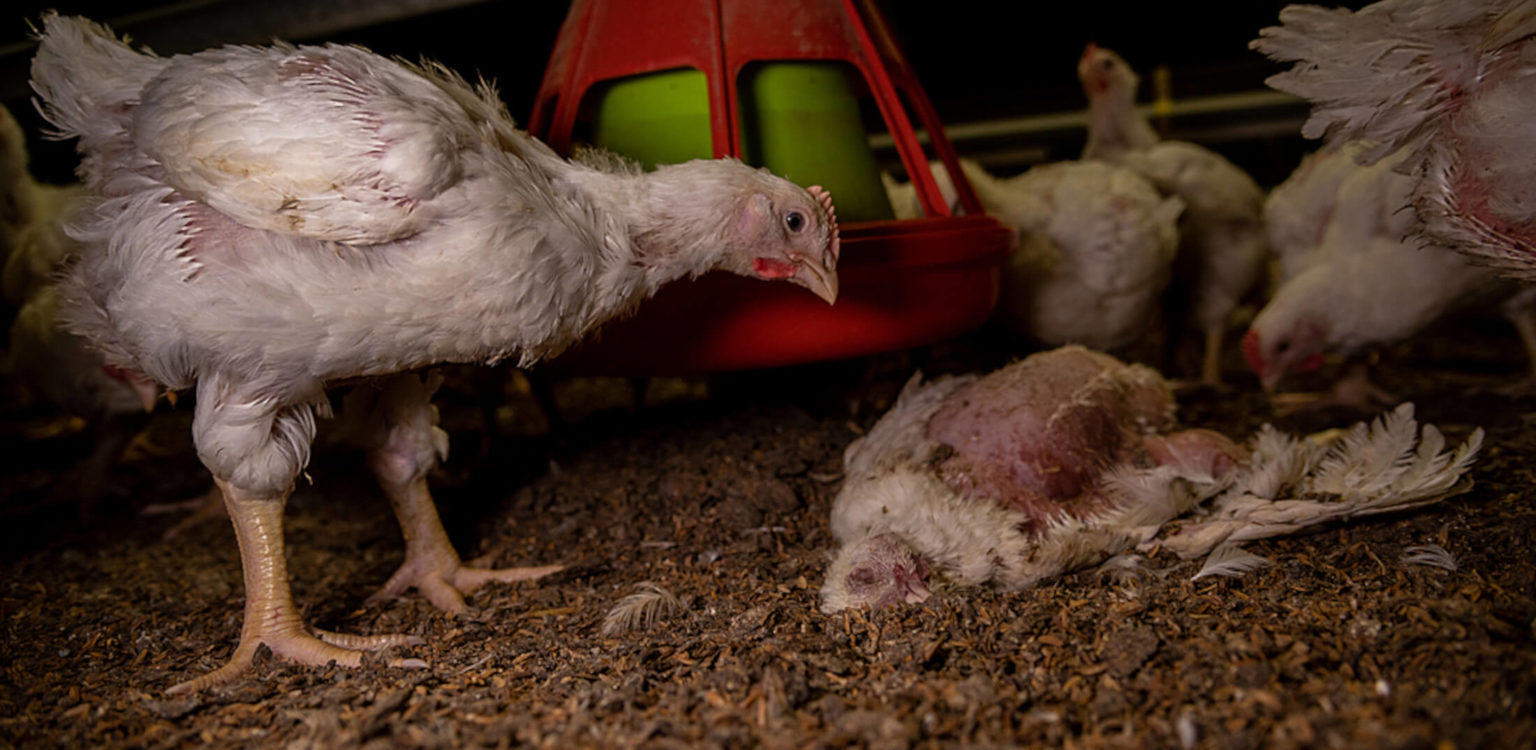 Major Food Companies Ranked on Chicken-Welfare Transparency