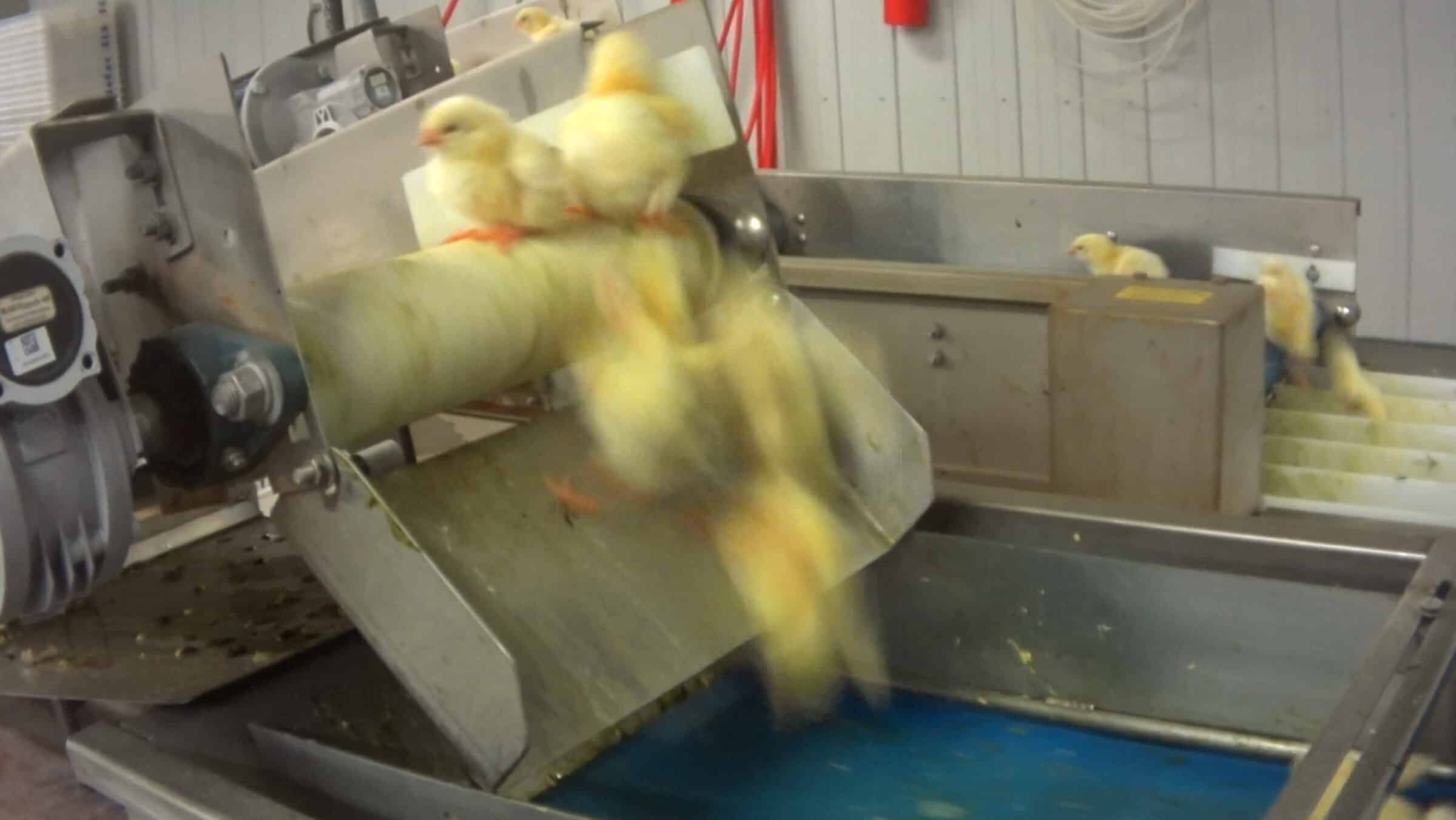 Chick Culling: Baby Animals Gassed, Ground Up Alive