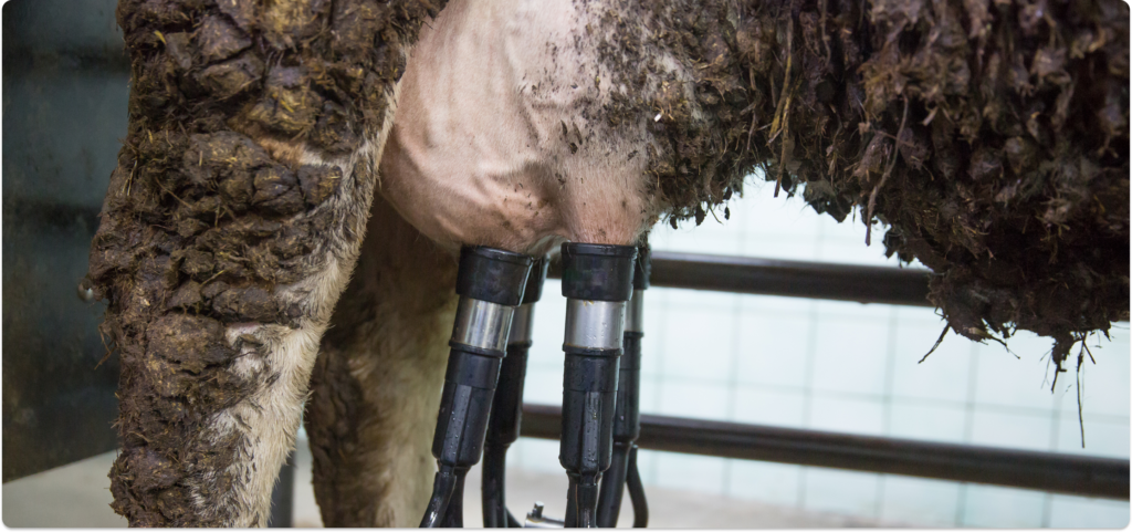 Four Really Disturbing Things That Can Be Found in Dairy Milk